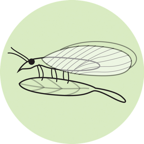 Earwig Control - Organic Solutions - Sound Horticulture