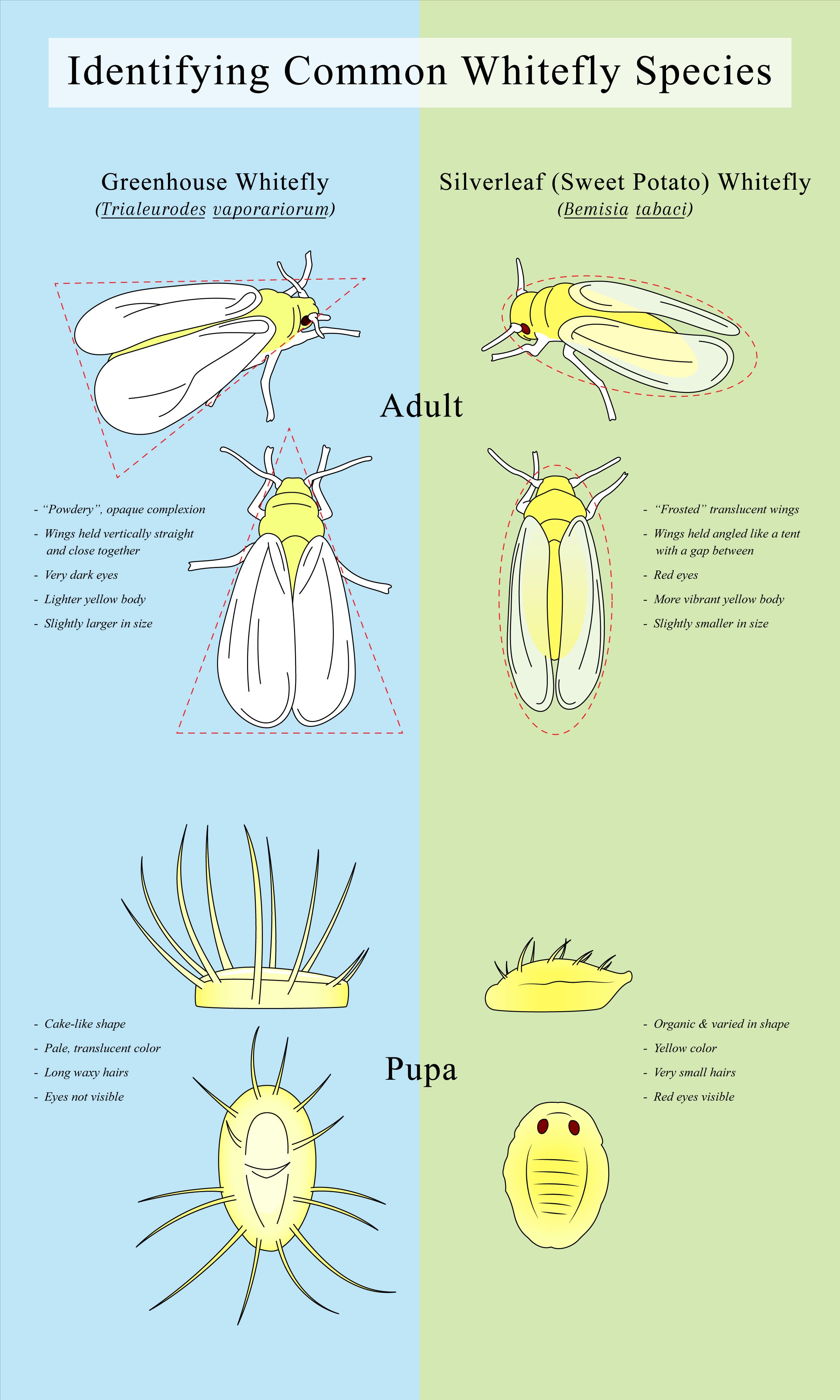 Greenhouse Whitefly Control– Sound Horticulture