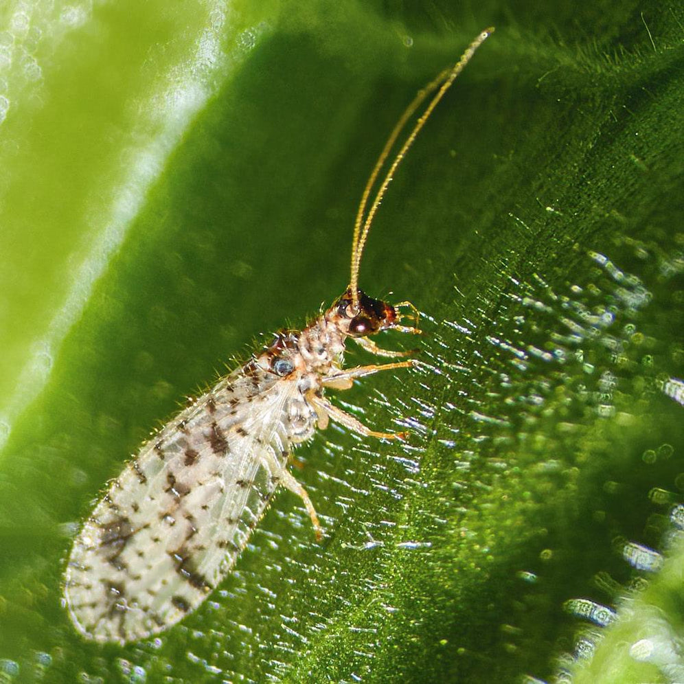 Cannabis Aphid Control - Organic Solutions - Sound Horticulture