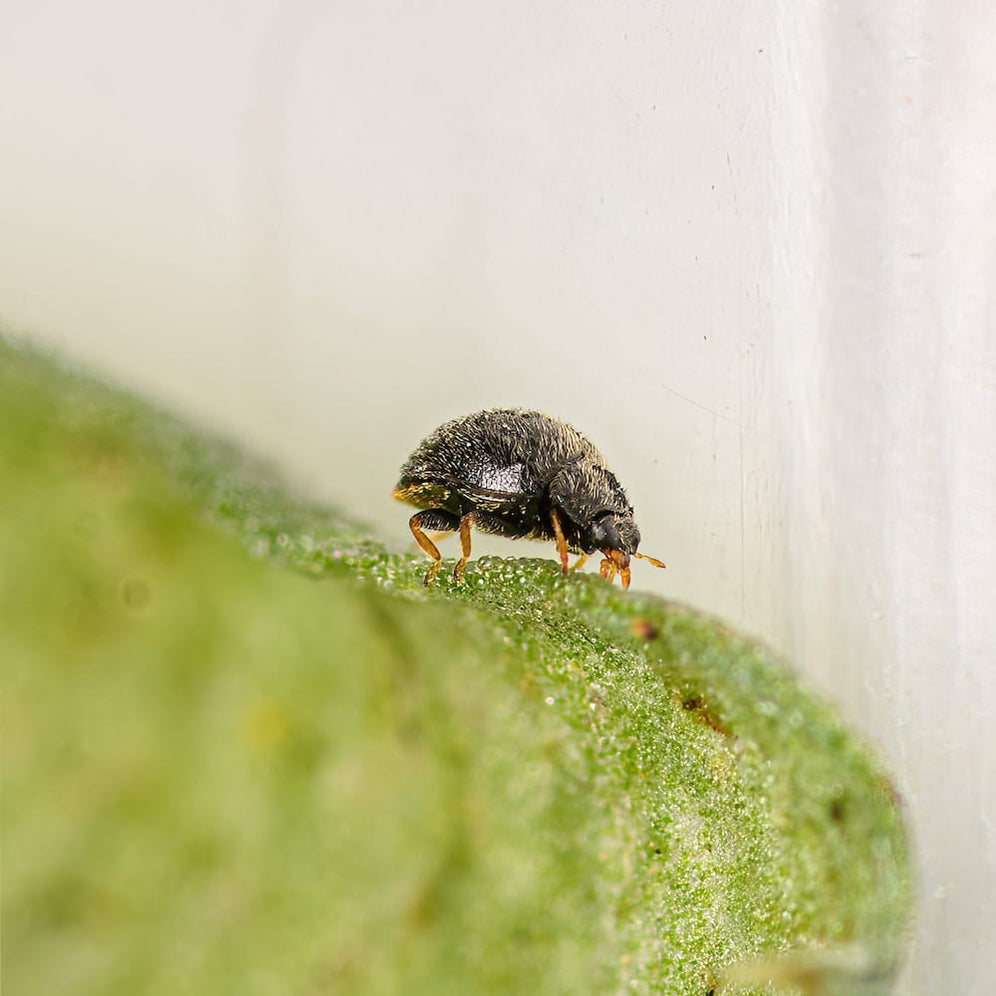 Beneficial Insects & Nematodes - Complete Biological Pest Control | Sound Horticulture