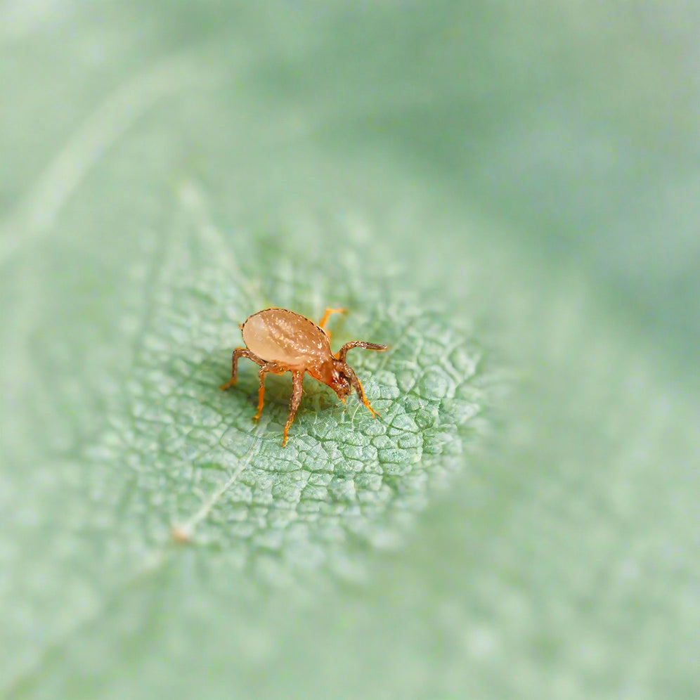 Beneficial Insects, Mites & Nematodes– Sound Horticulture