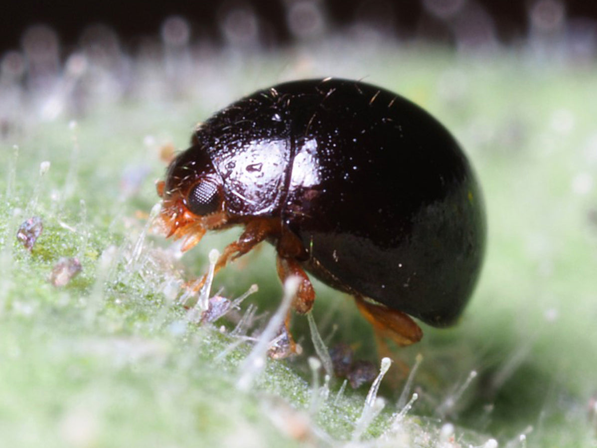 Delphastus pusillus– Sound Horticulture