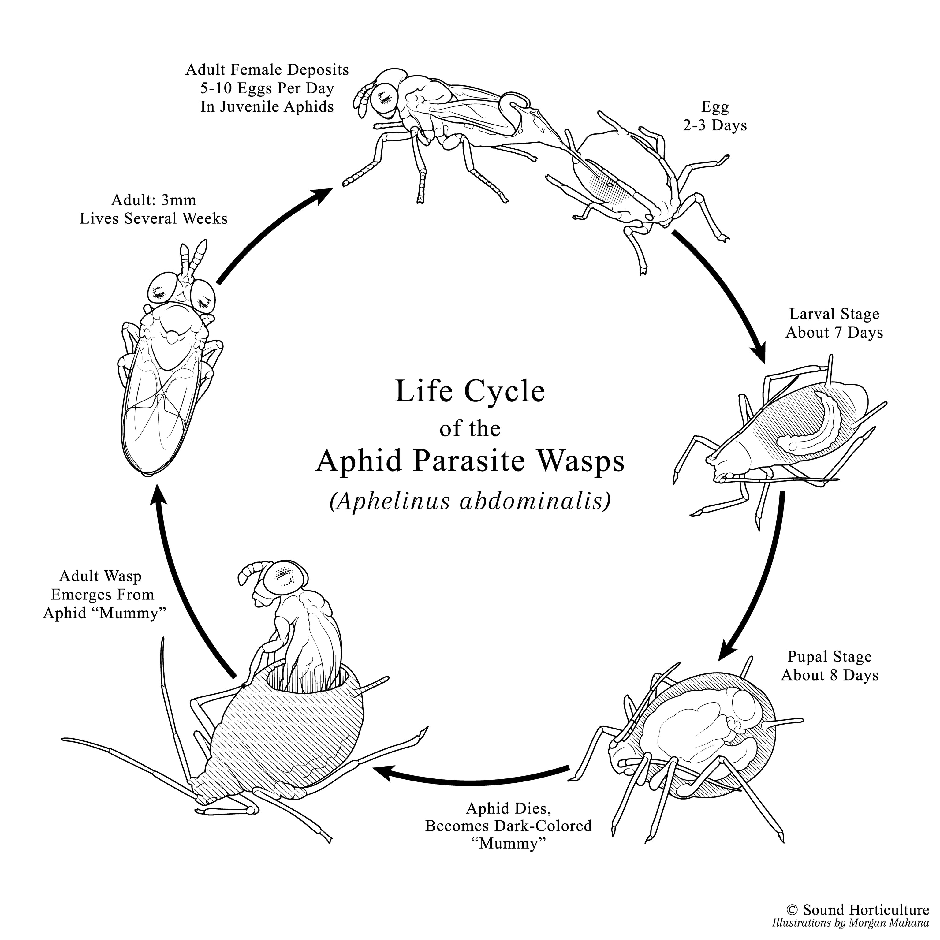 Aphelinus abdominalis– Sound Horticulture