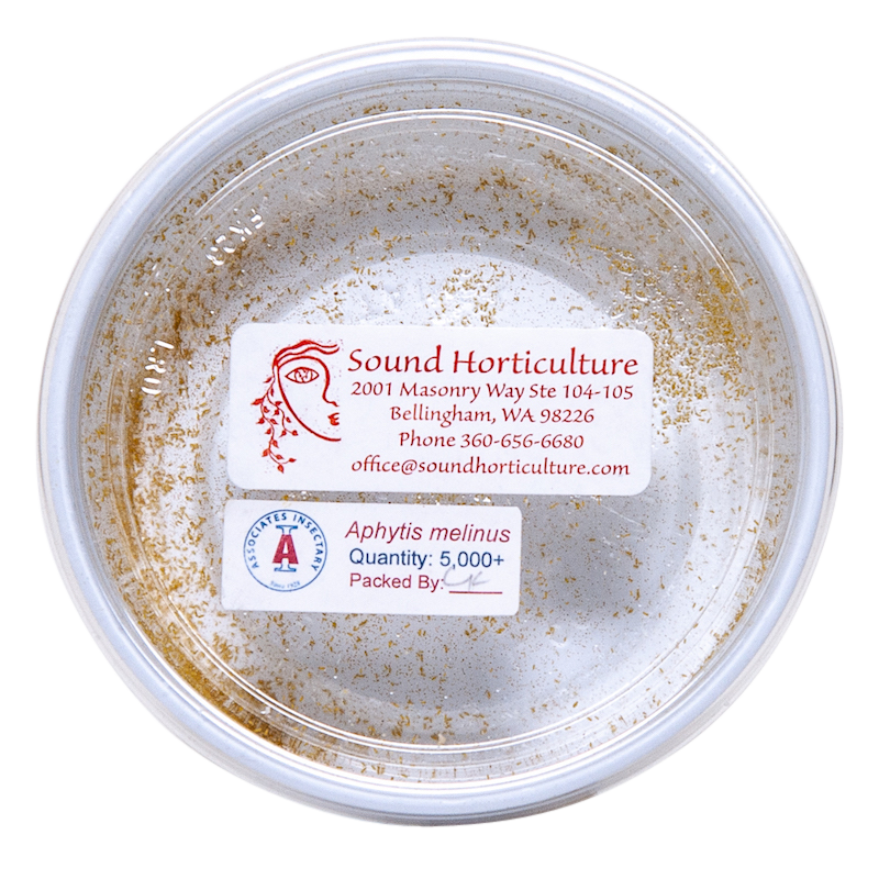 Aphytis melinus - Scale Control– Sound Horticulture