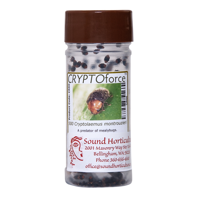 Cryptolaemus - Mealybug Destroyer– Sound Horticulture
