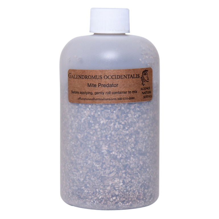 Galendromus occidentalis - Mite Predator– Sound Horticulture