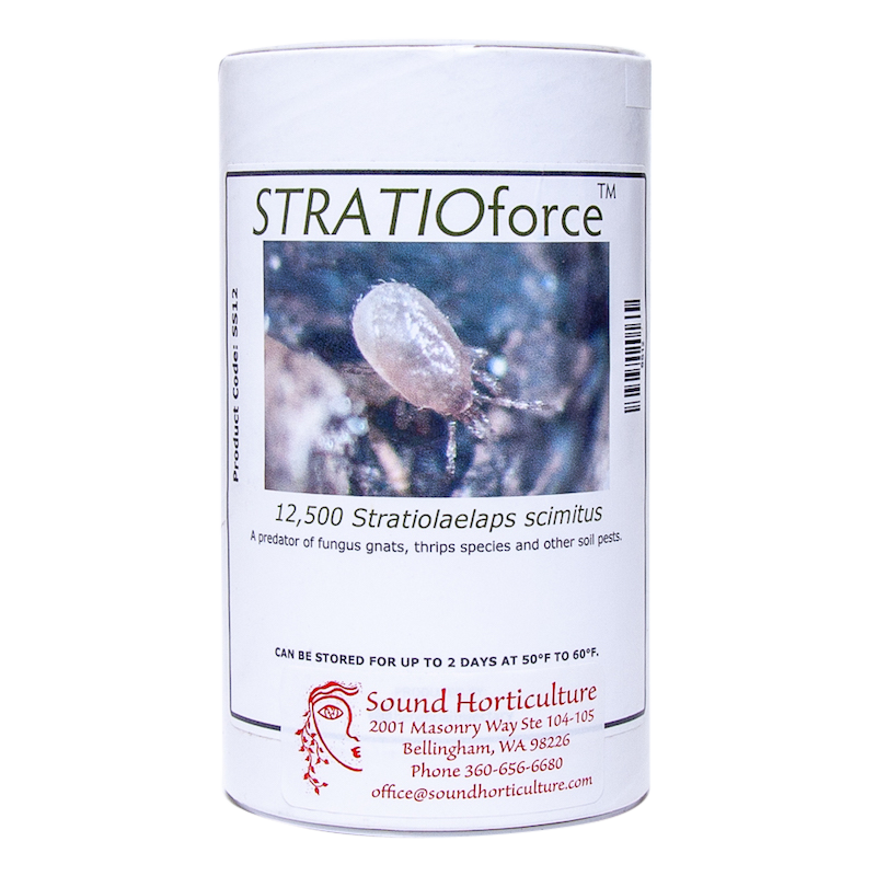 Stratiolaelaps scimitus - Fungus Gnat Control– Sound Horticulture