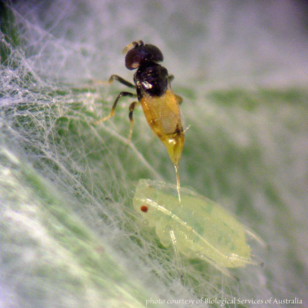 Beneficial Insects & Nematodes - Complete Biological Pest Control ...