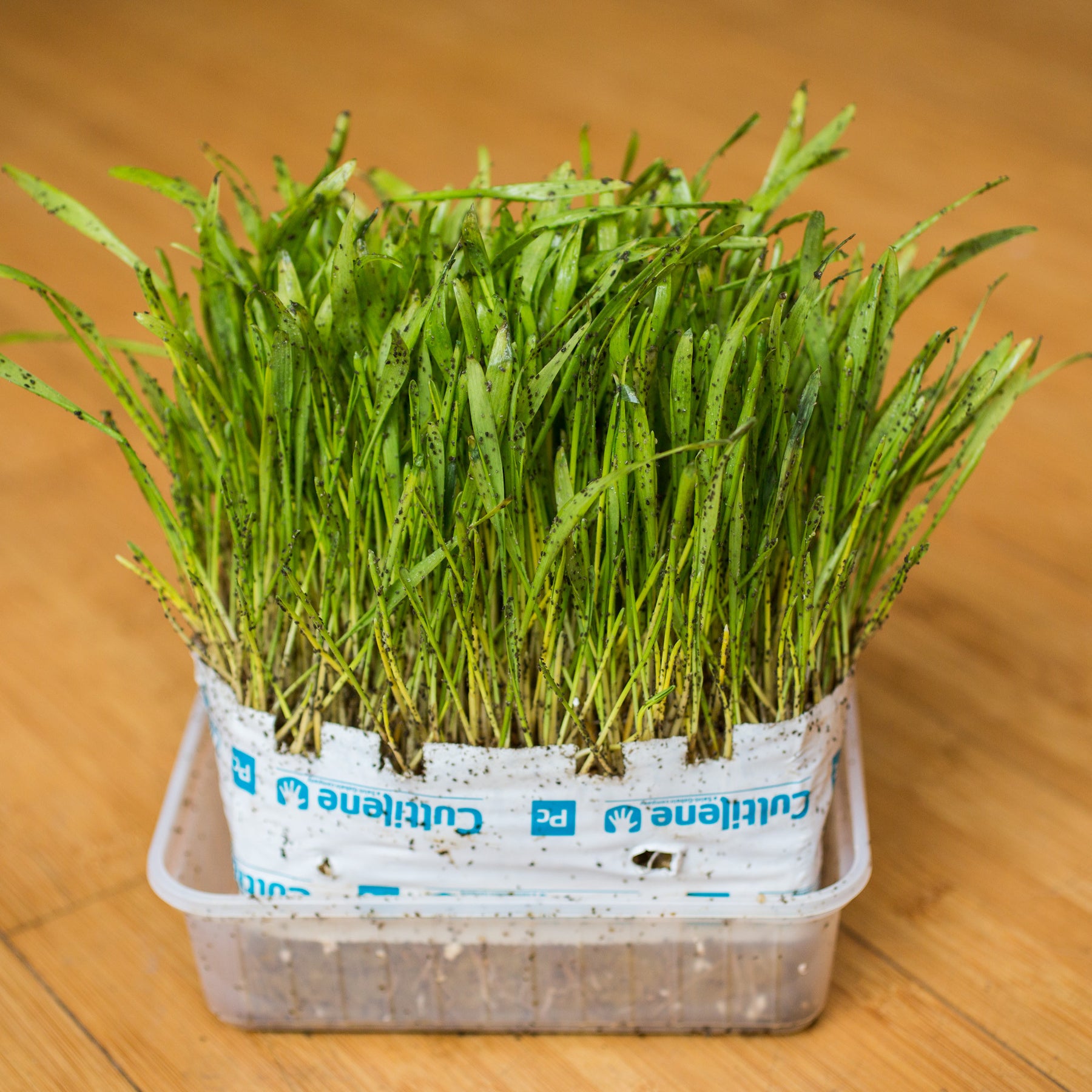 Cannabis Aphid Control– Sound Horticulture