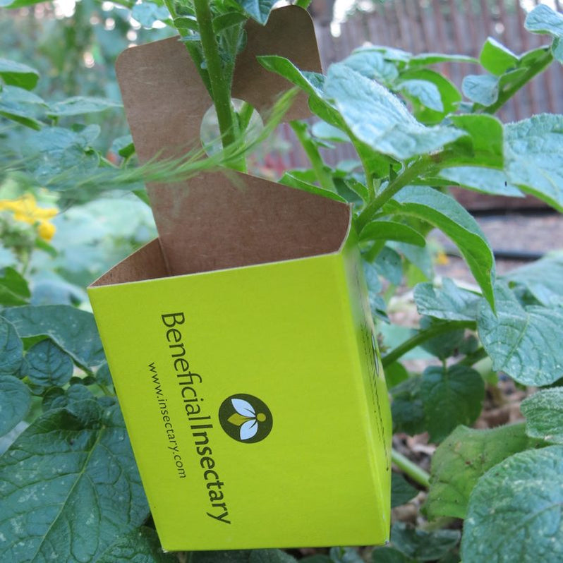 Beneficial Insects & Nematodes - Complete Biological Pest Control ...